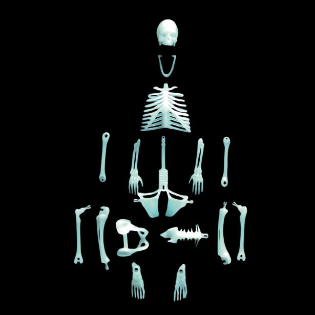 Compact Curiosities: Human Skeleton – Brooklyn Superhero Supply Co.